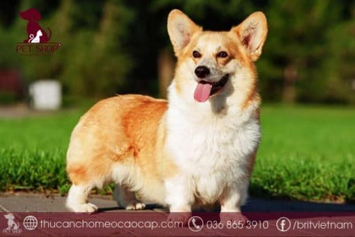 Chó Corgi giá bao nhiêu tiền? Cách chọn mua, chăm sóc chó corgi từ A-Z